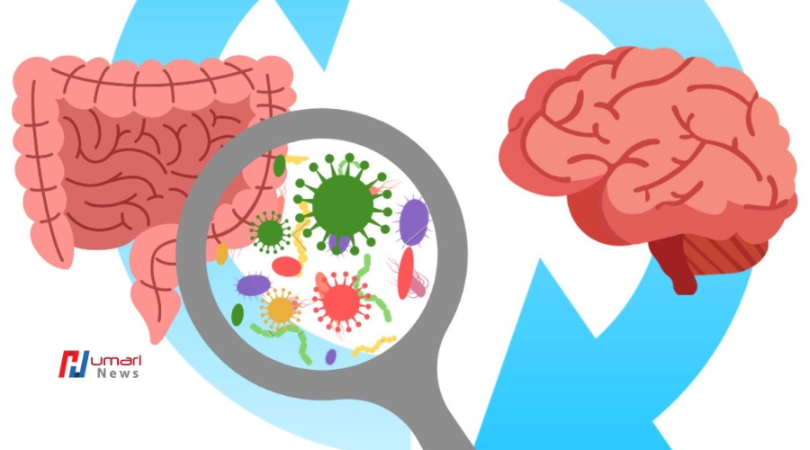 Exploring The Gut Brain Connection Can Gut Health Improve Your Mood